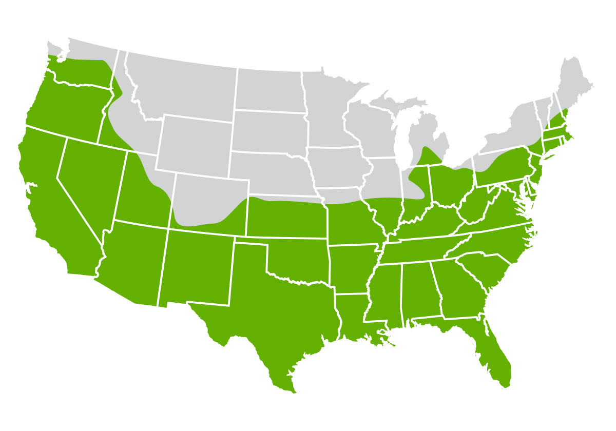 Select Tall Fescue | SodStarPRO